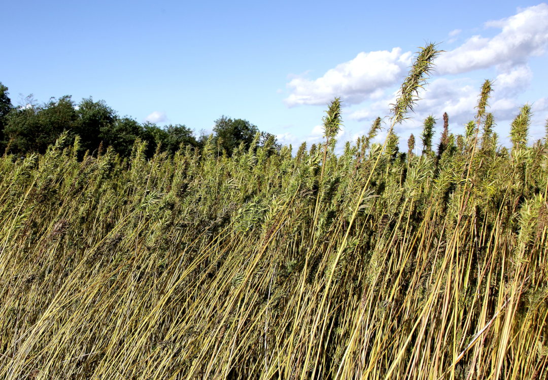 Le chanvre, une plante écologique, économique et responsable