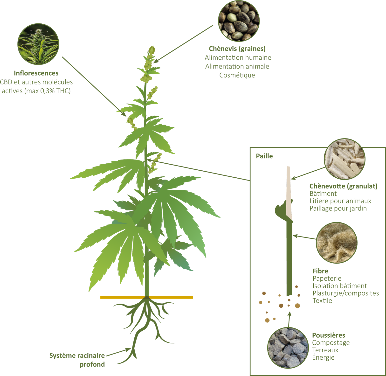 Le chanvre, une plante écologique, économique et responsable